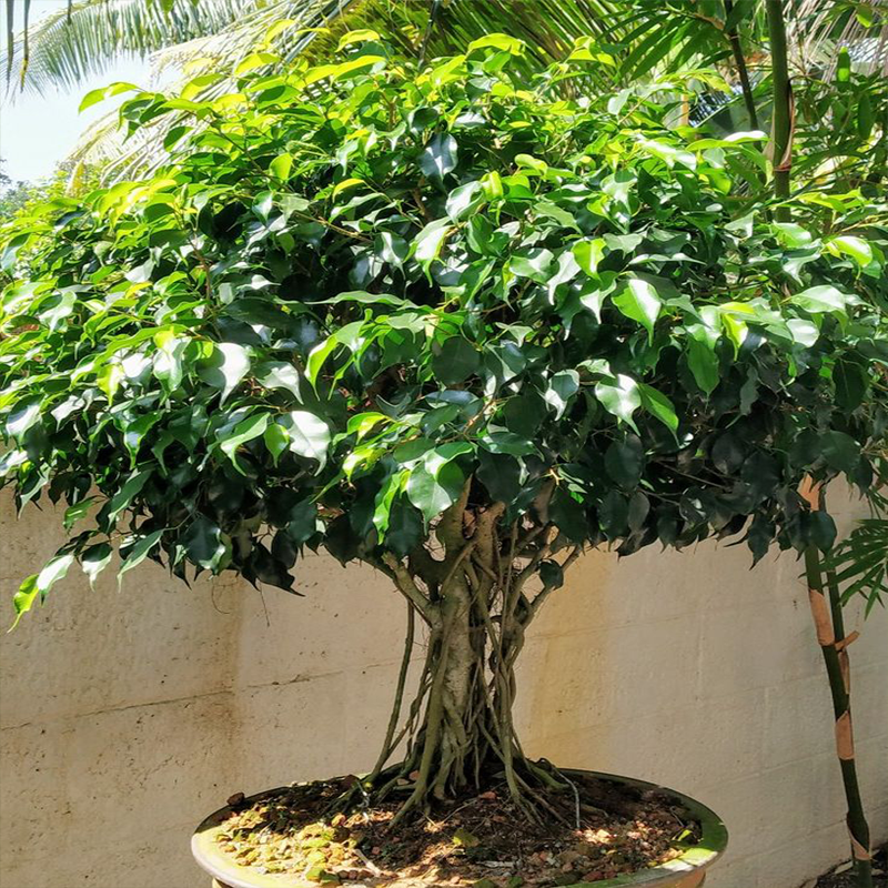 Buy Ficus Benjamina online - Garden Hub