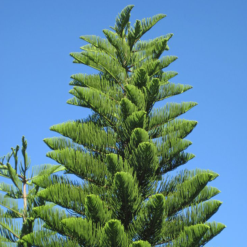 Araucaria heterophylla - Garden Hub - indoor plants