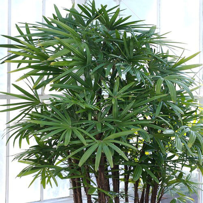 Buy Rhapis excelsa online - Garden Hub