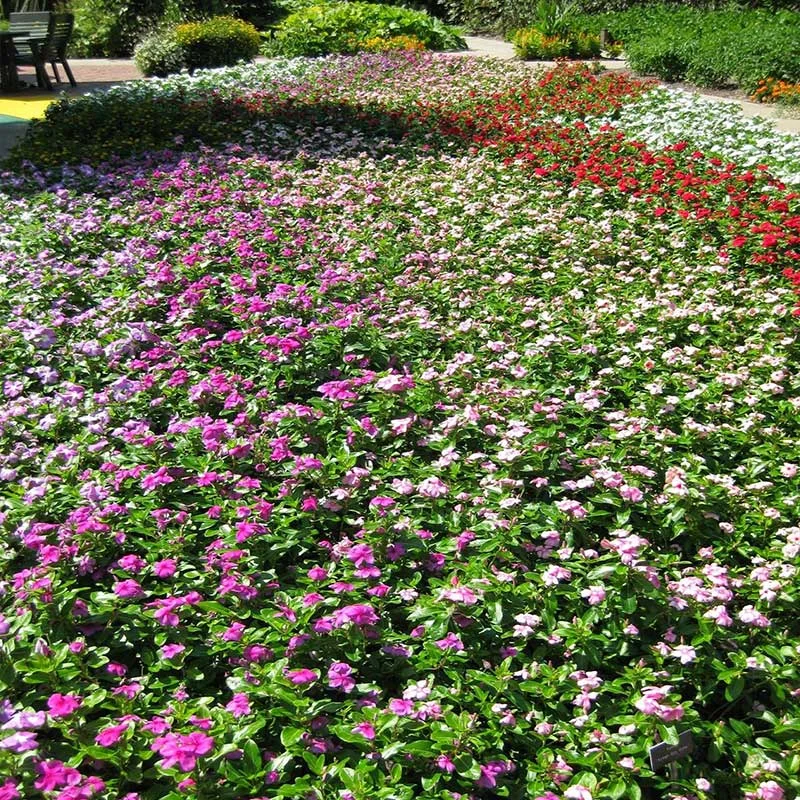 Flowering Plants – Garden Hub