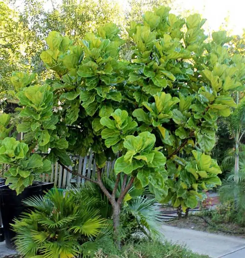 Ficus lyrata – Garden Hub