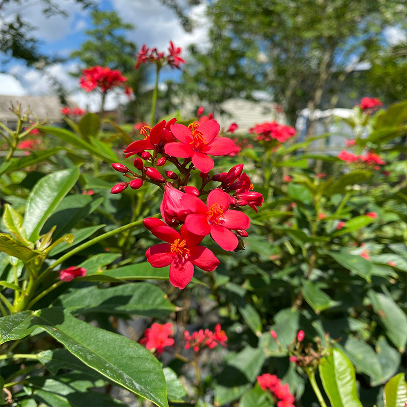 Jatropha Integerrima – 38 cm pot – Pink flower – Garden Hub