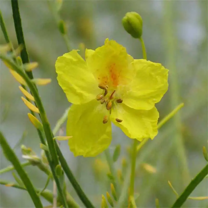 Buy Parkinsonia aculeata online - Garden Hub