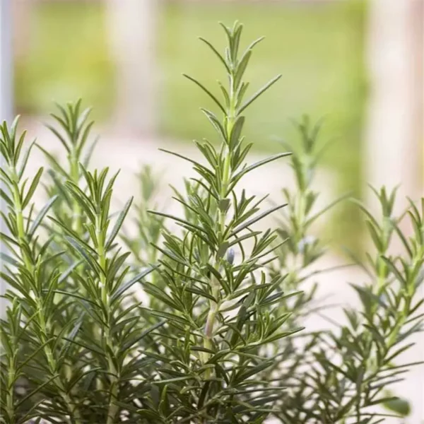 Buy Rosmarinus officinalis online - Garden Hub