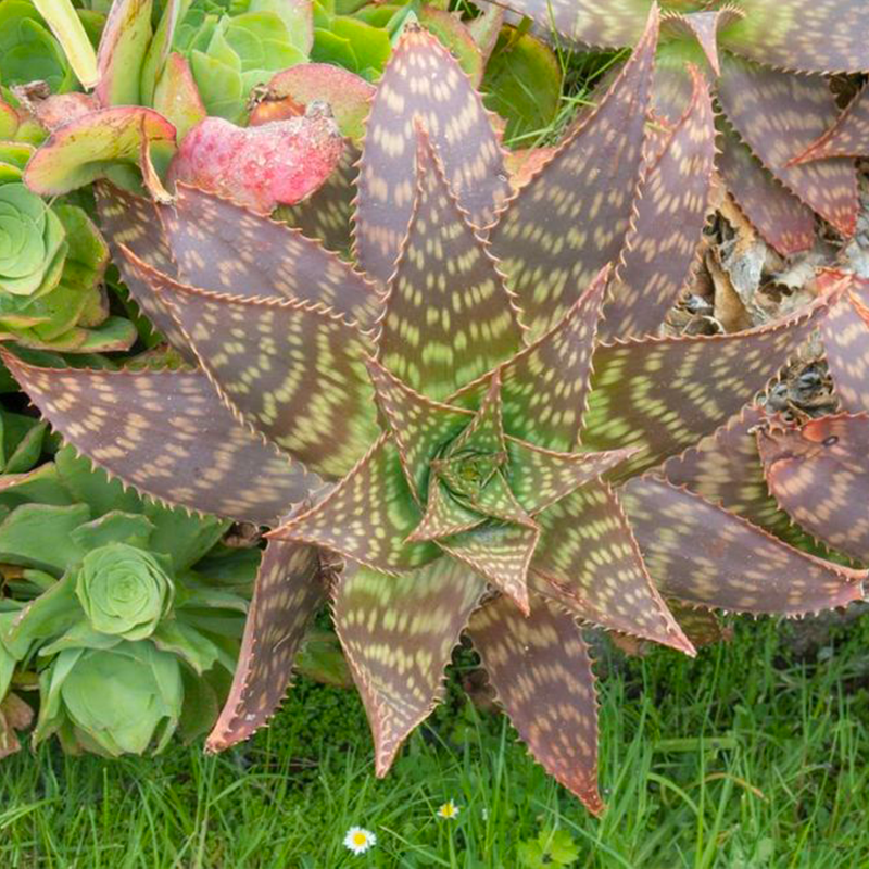 اشتري صبار نجمه - Garden Hub