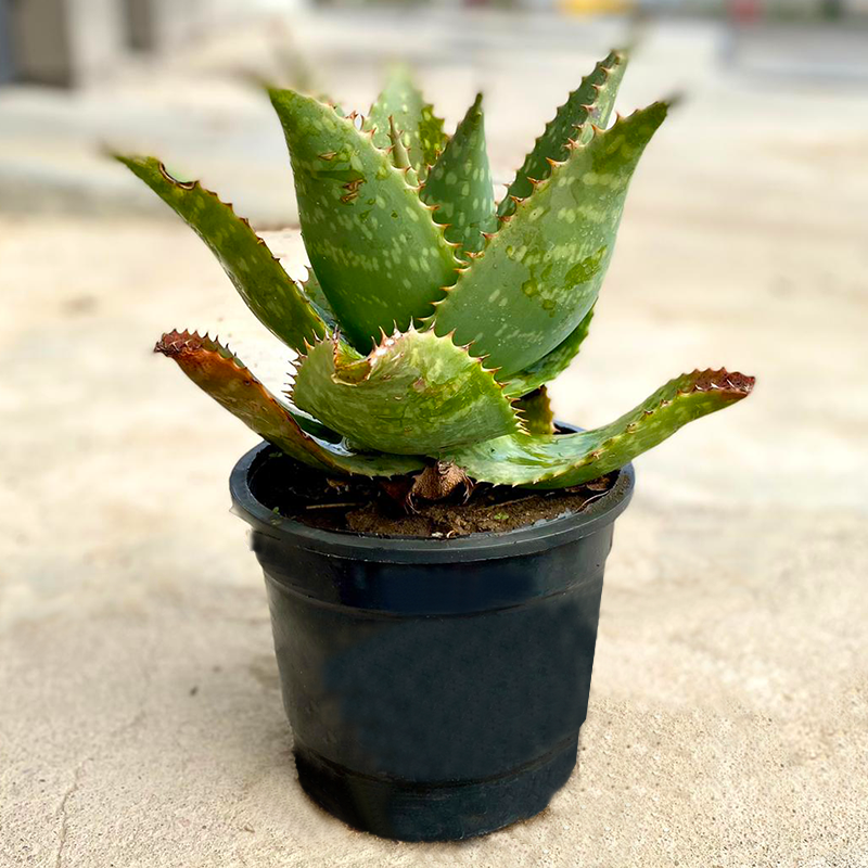 اشتري صبار نجمه - Garden Hub