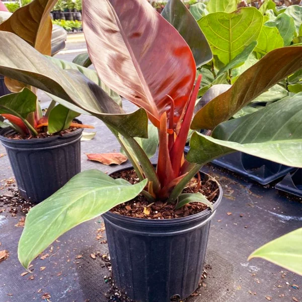 Buy Philodendron Erubescens online - Garden Hub