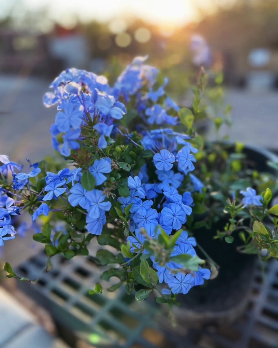Buy plumbago capensis online - Garden Hub