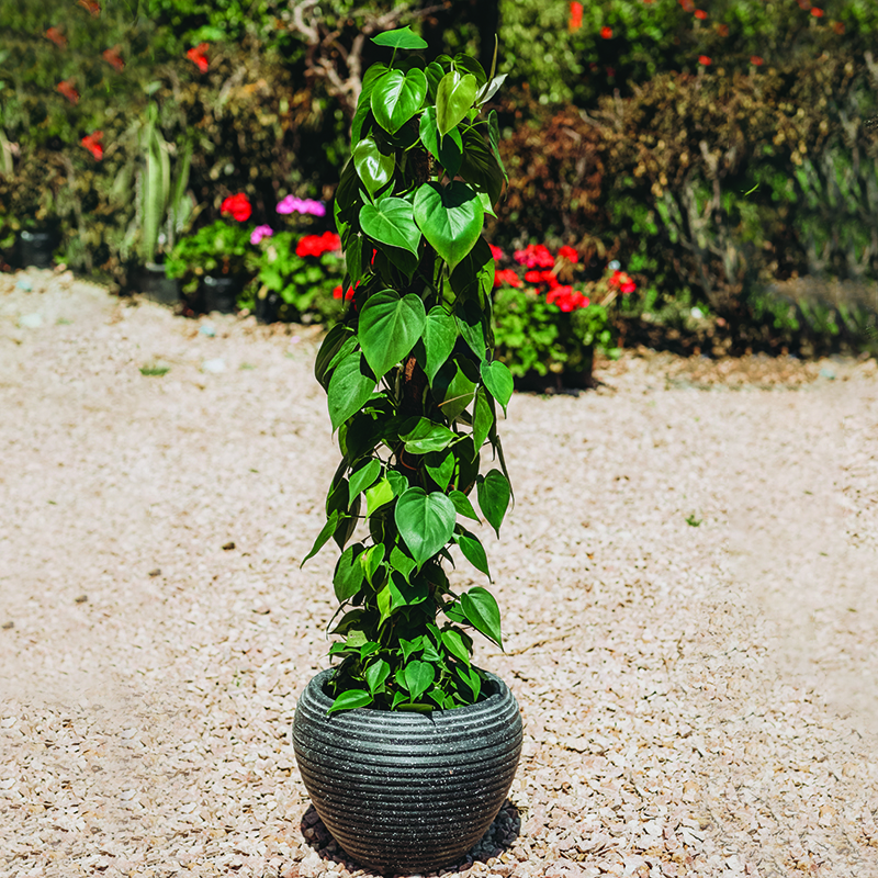 Buy Black Round Ribbed Pottery Pot online - Garden Hub