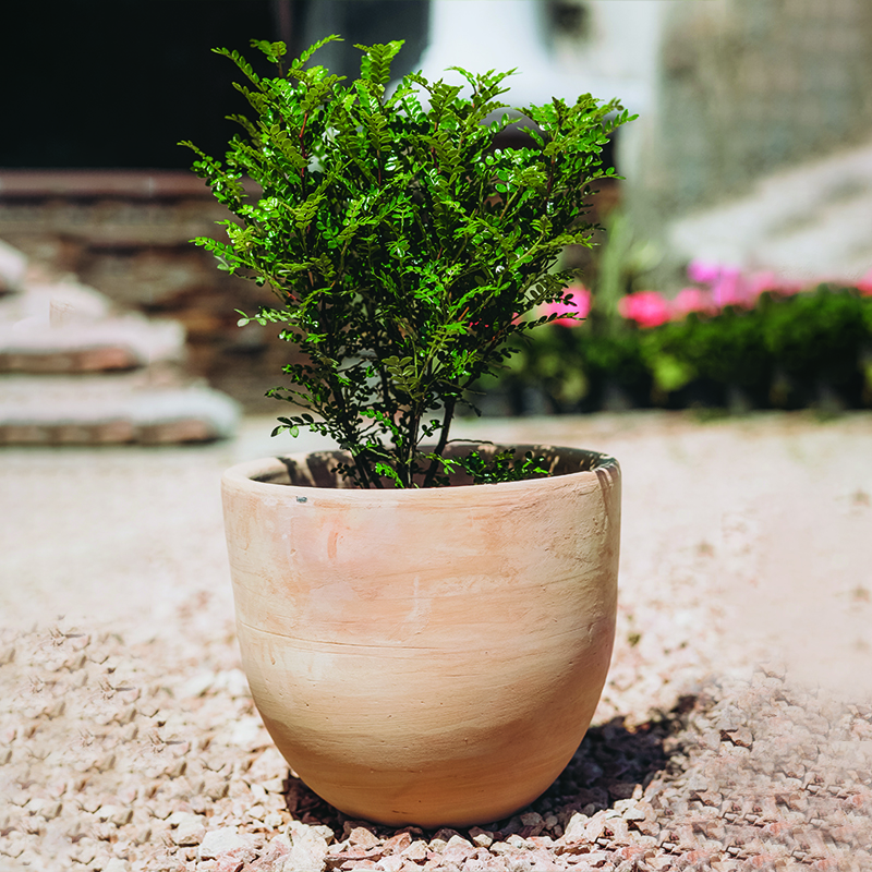 Buy Solid pottery pot online - Garden Hub