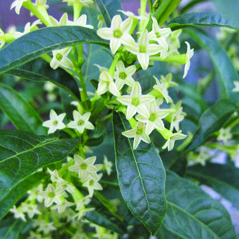 Buy Cestrum nocturnum - 30 cm online - Garden Hub