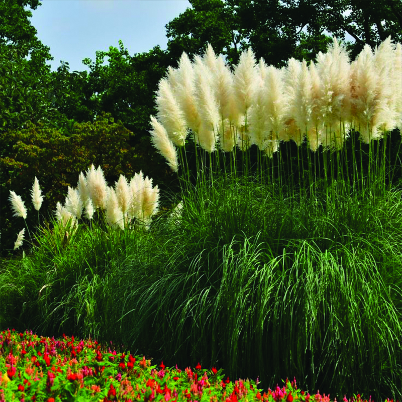 Buy Cortaderia selloana online - Garden Hub