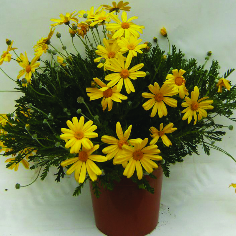 Buy Euryops Pectinatus online - Garden Hub