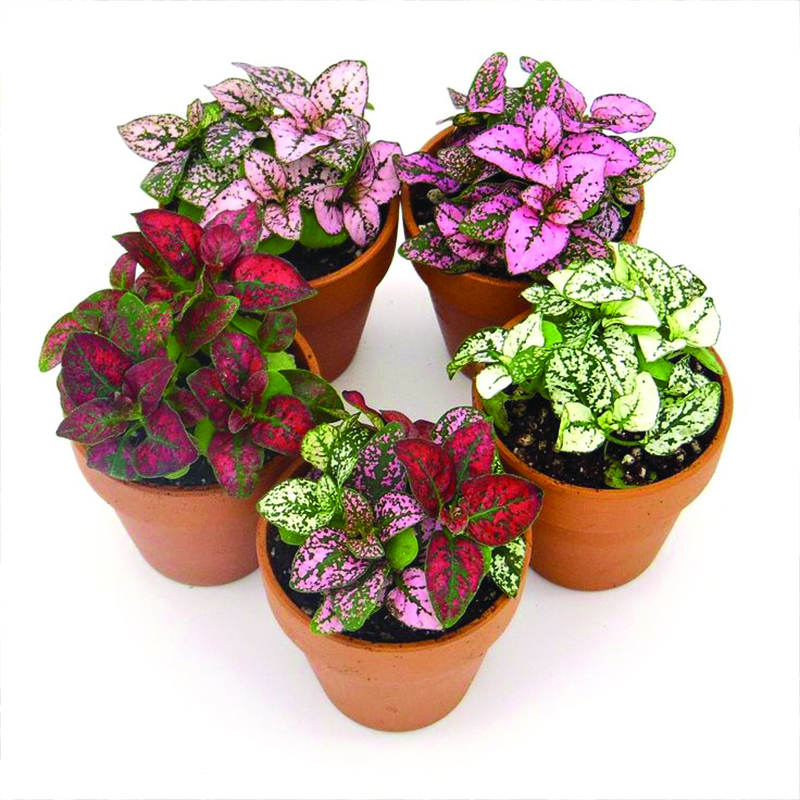 Buy Hypoestes online - Garden Hub