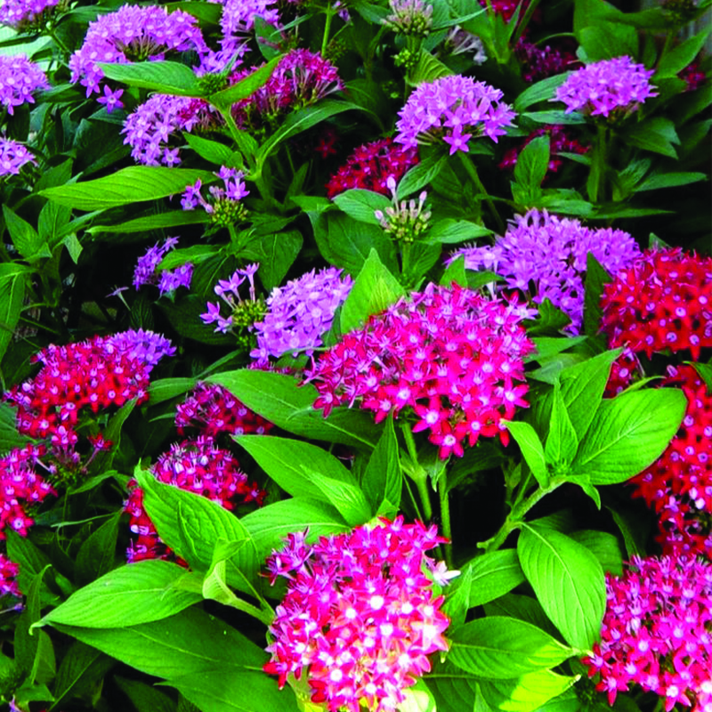 Buy Pentas Lanceolata online - Garden Hub