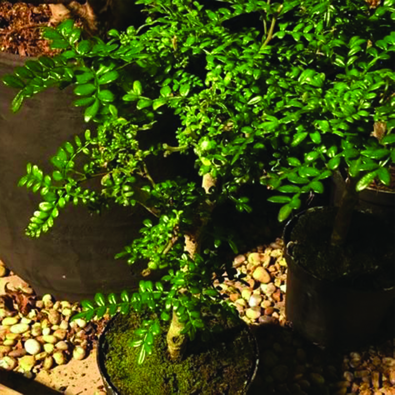 Buy Zanthoxylum Fagara - 20 cm online - Garden Hub