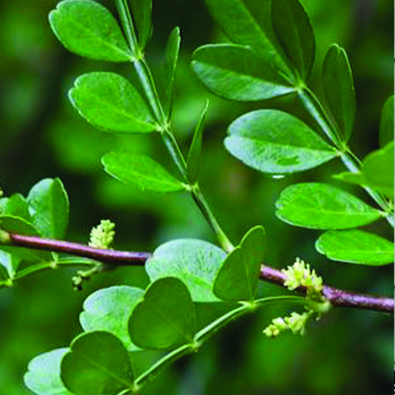 Buy Zanthoxylum Fagara - 20 cm online - Garden Hub