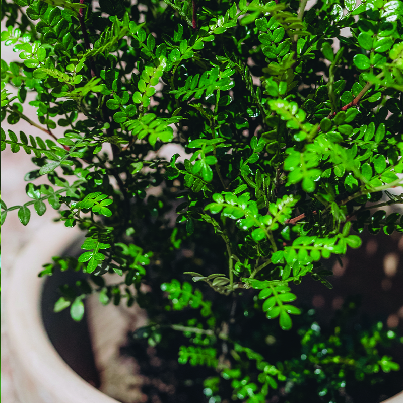 Buy Zanthoxylum Fagara - 20 cm online - Garden Hub