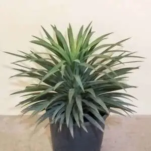 اشتري صبار اناناس - Garden Hub