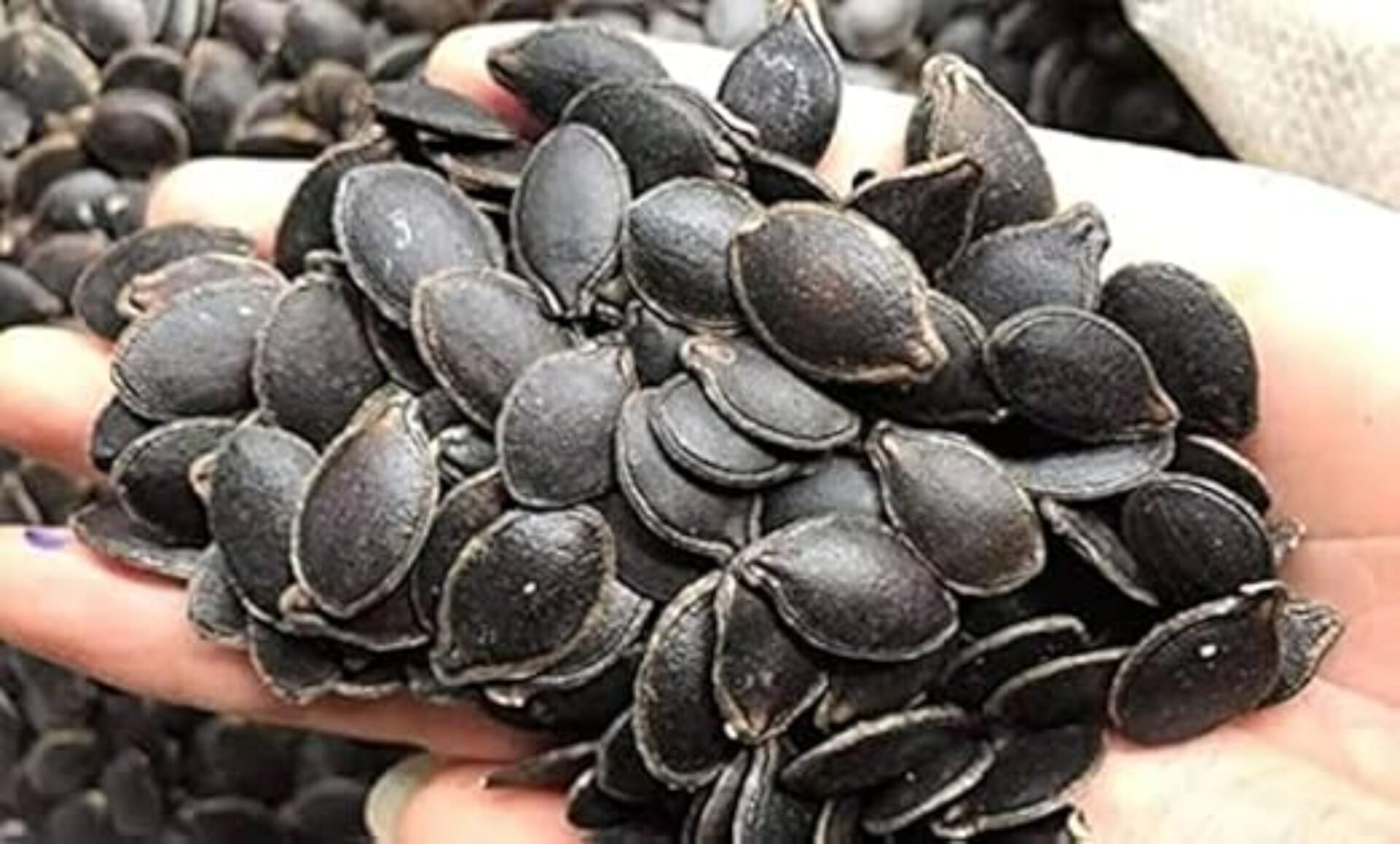 Buy Natural Luffa Seeds online - Garden Hub