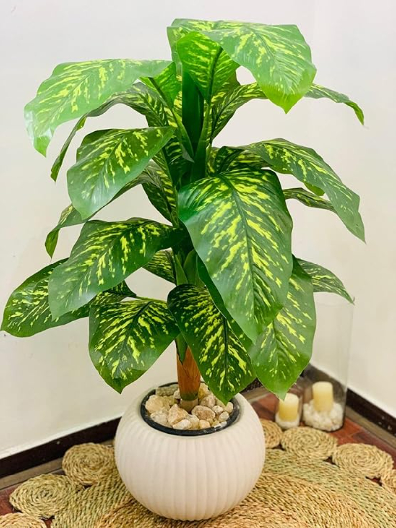 Buy Artificial Dieffenbachia Plant online - Garden Hub