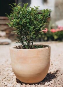 Buy Natural Celery Seeds for Planting online - Garden Hub