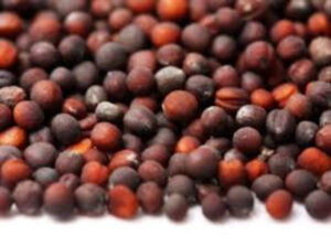 Buy Natural Cabbage Seeds online - Garden Hub